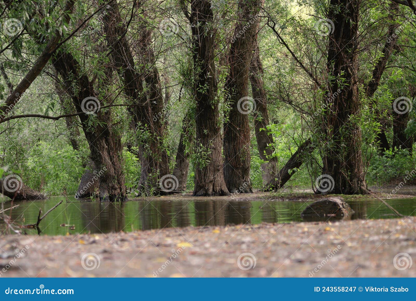 Green forest after a flood stock image. Image of tree - 243558247