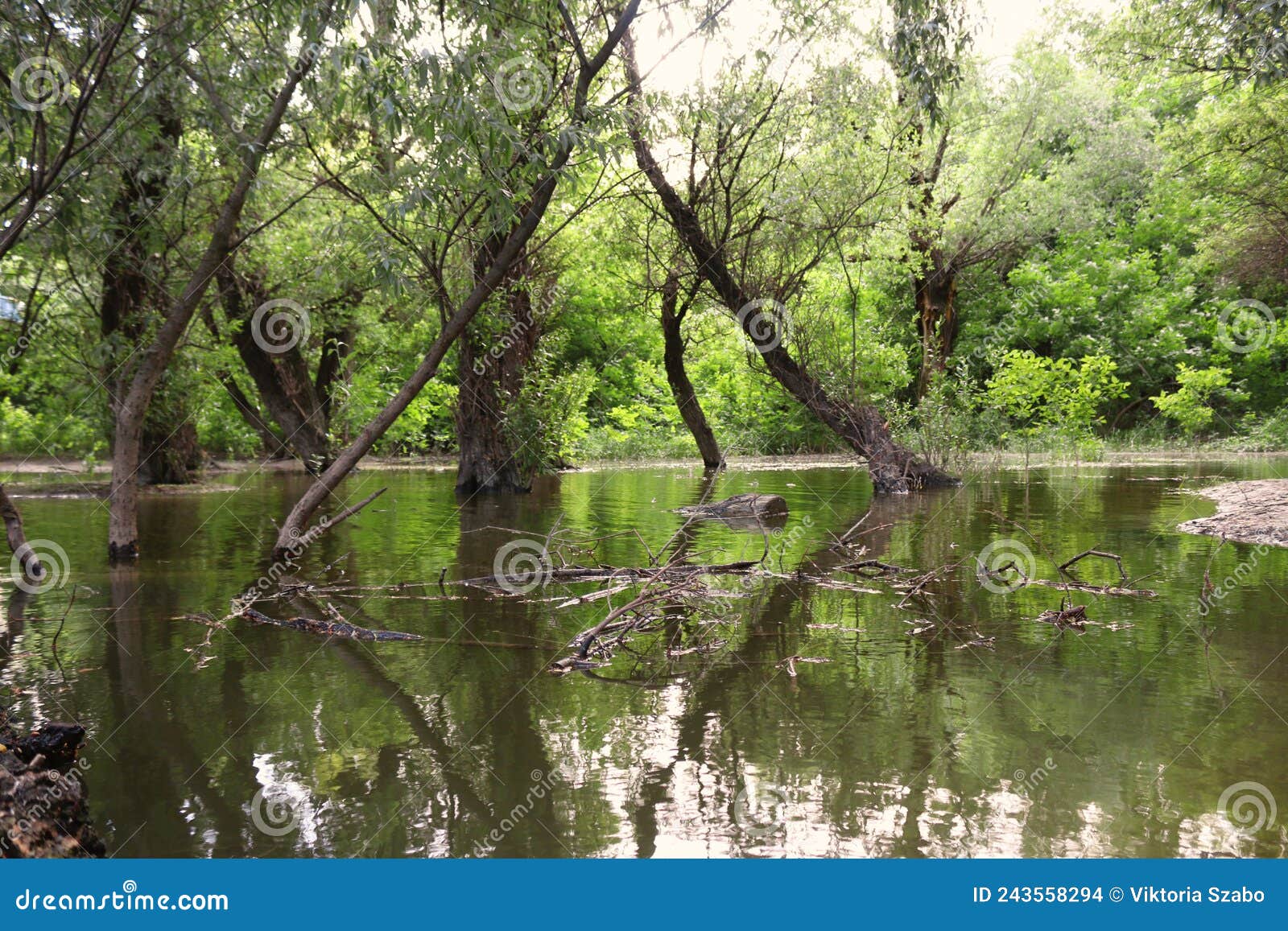 Green forest after a flood stock photo. Image of spring - 243558294
