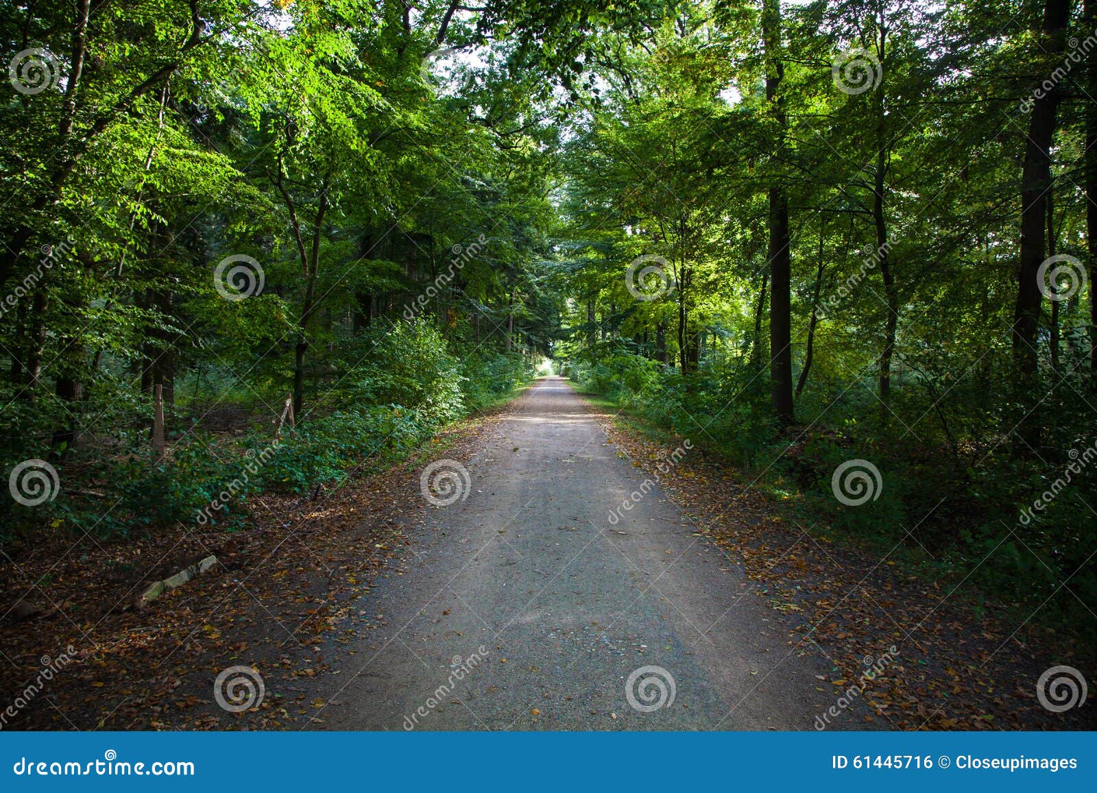 Green Forest Footpath stock photo. Image of green, fall - 61445716