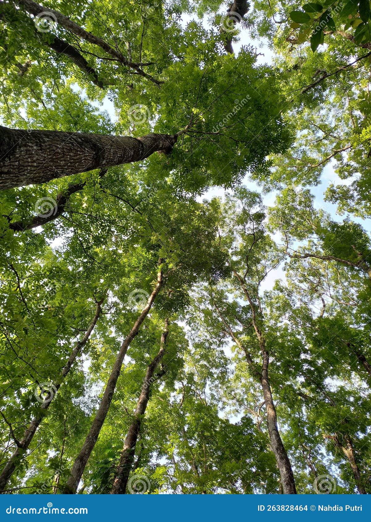 Green Forest with Full of Tall Trees Stock Photo - Image of trees, full ...