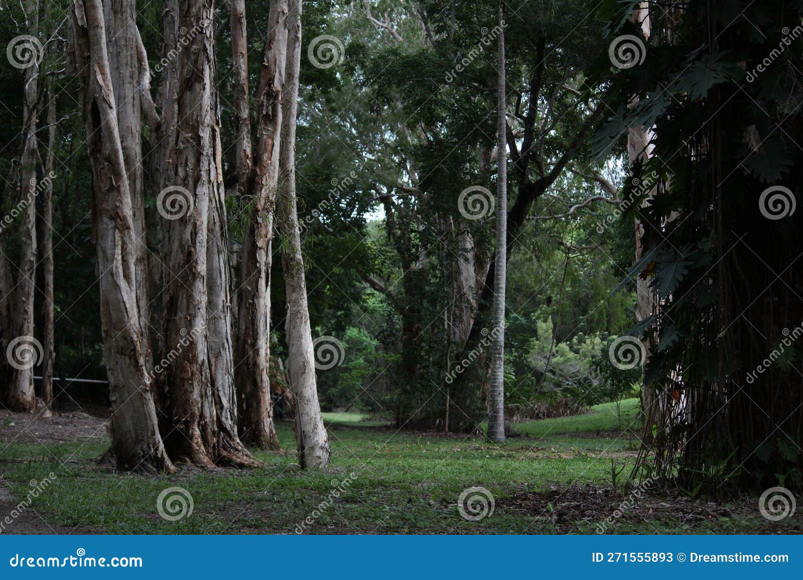 Green Forest Full of Tall Trees, Lush Foliage, Nature, Landscape Stock ...