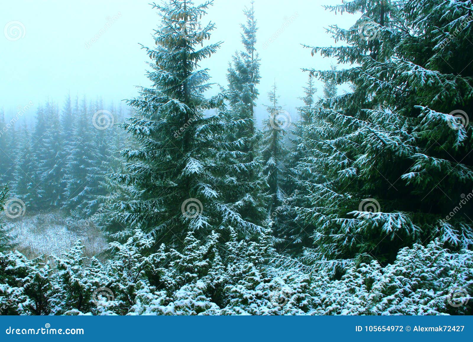 Green Forest with Fur-trees Stock Photo - Image of background, wood ...