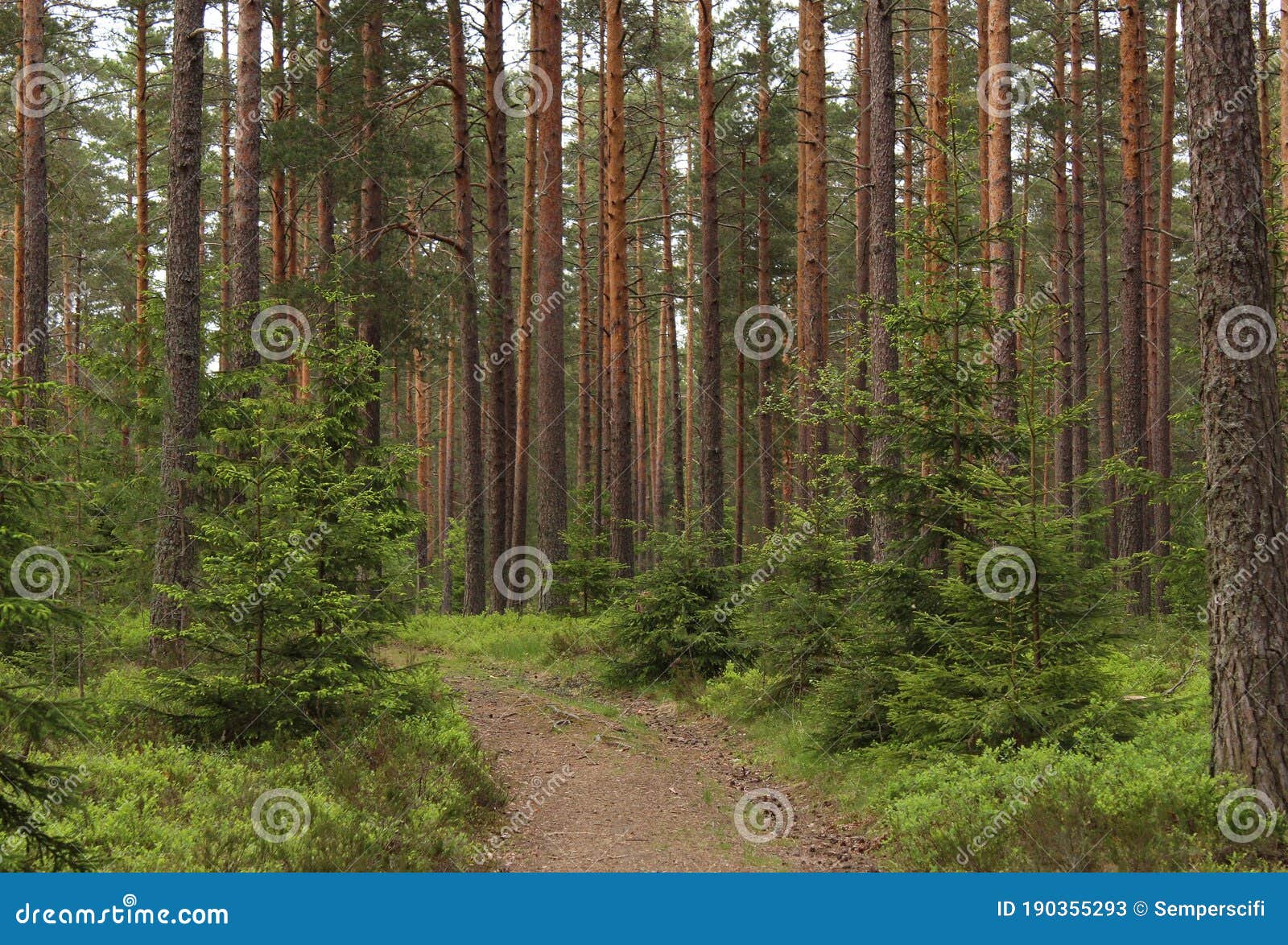 Green Forest with Fur-trees, Pine Trees, Green Blueberry Bushes Stock ...