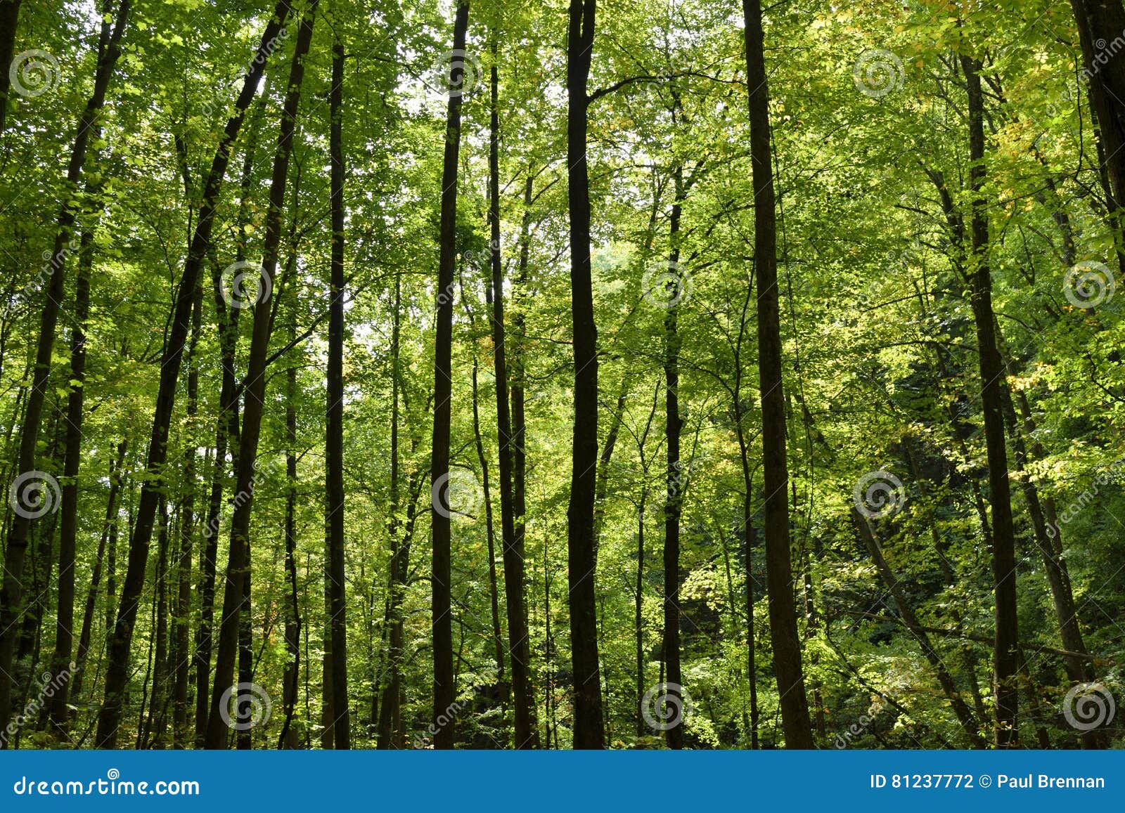 Green forest, Georgia, USA stock photo. Image of country - 81237772