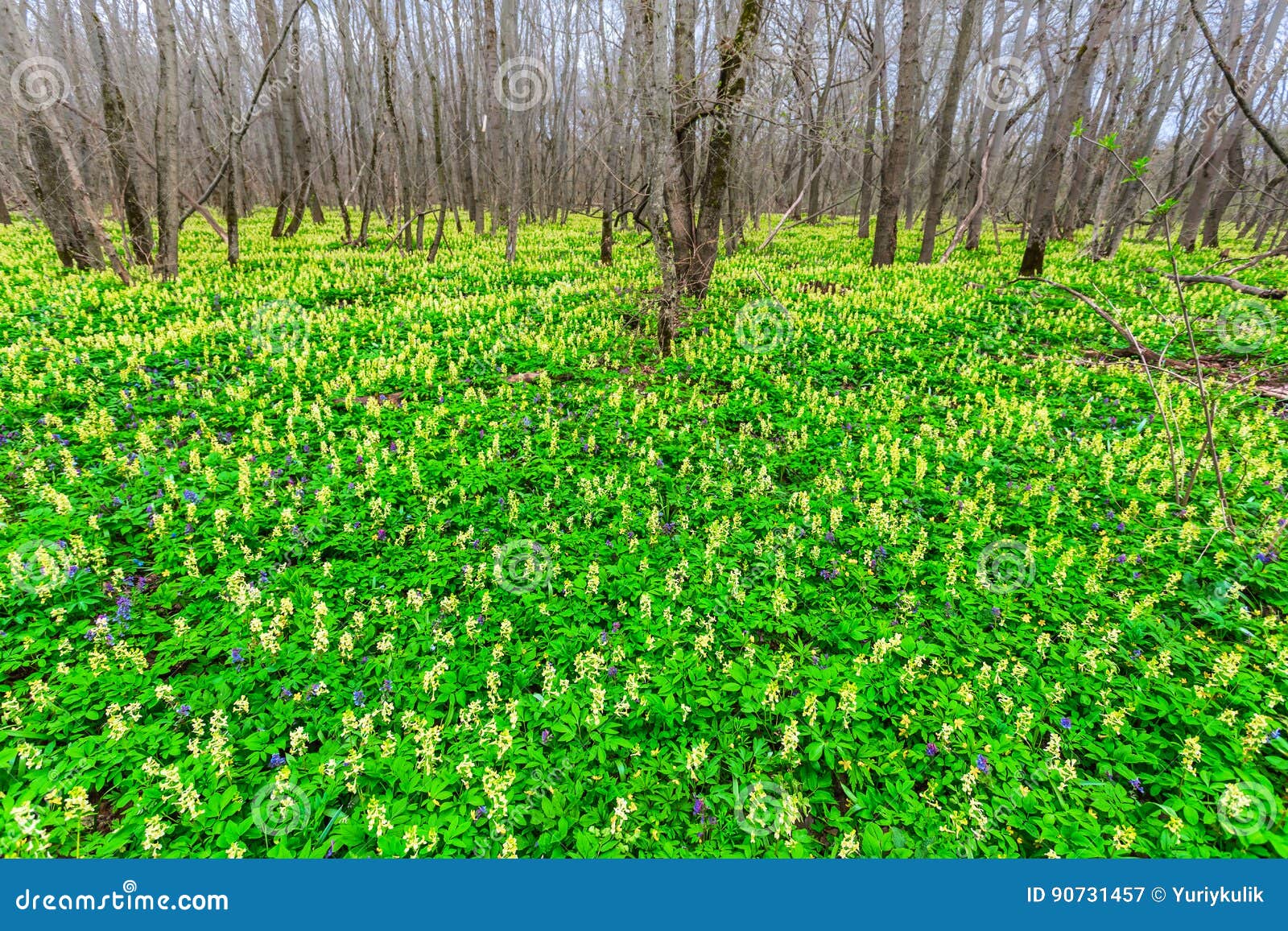Green Forest Glade Landscape Stock Image - Image of lush, smell: 90731457