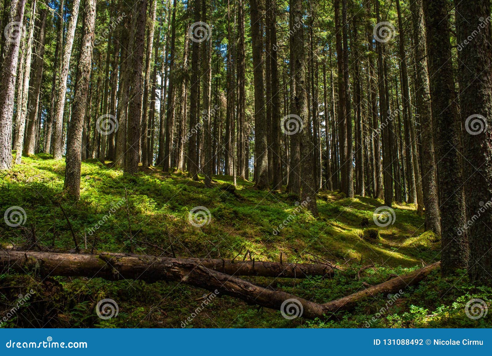 Green Forest with High Trees Stock Photo - Image of area, locations ...