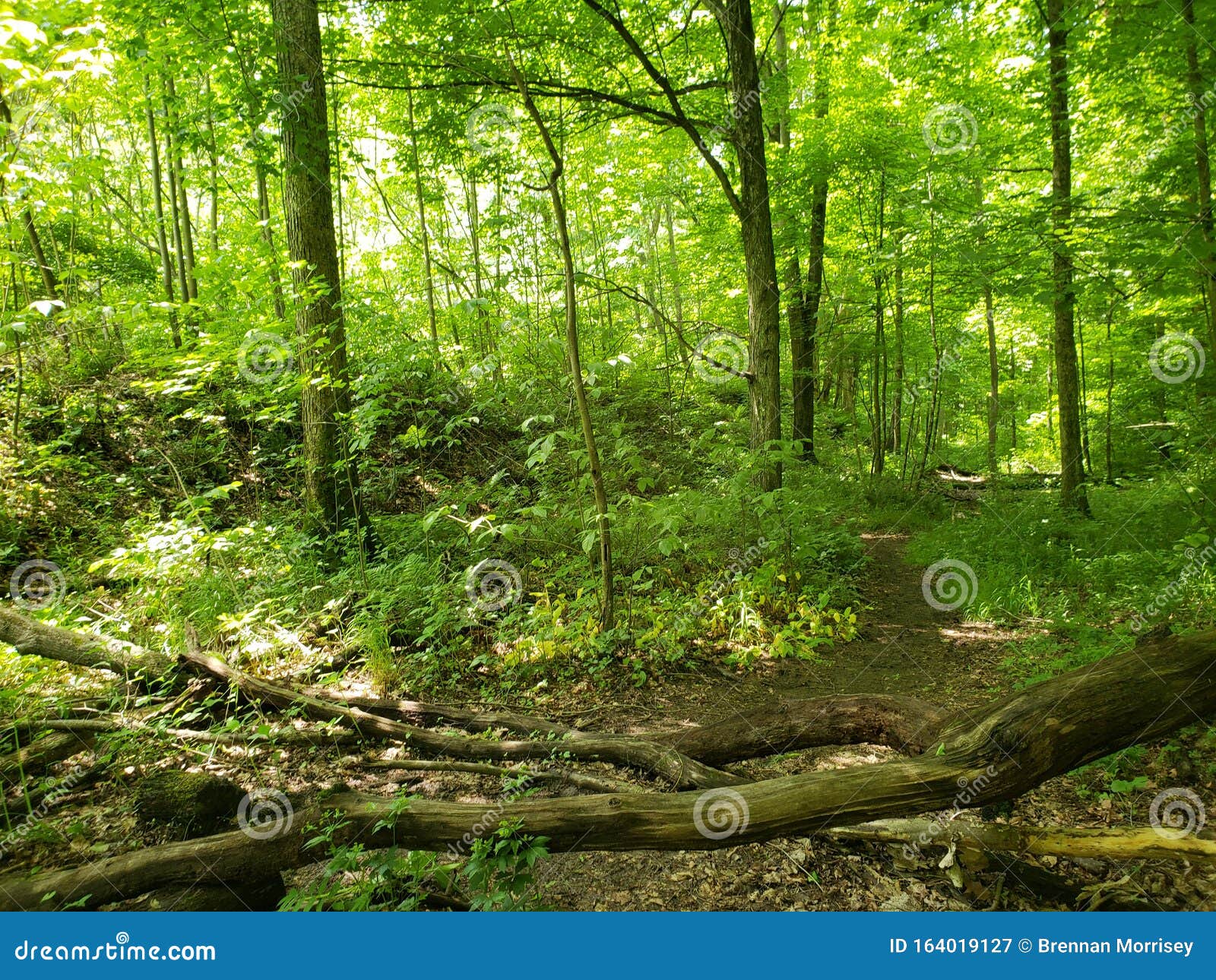 Green Forest on a Hot Summer Day Stock Image - Image of forest, summer ...