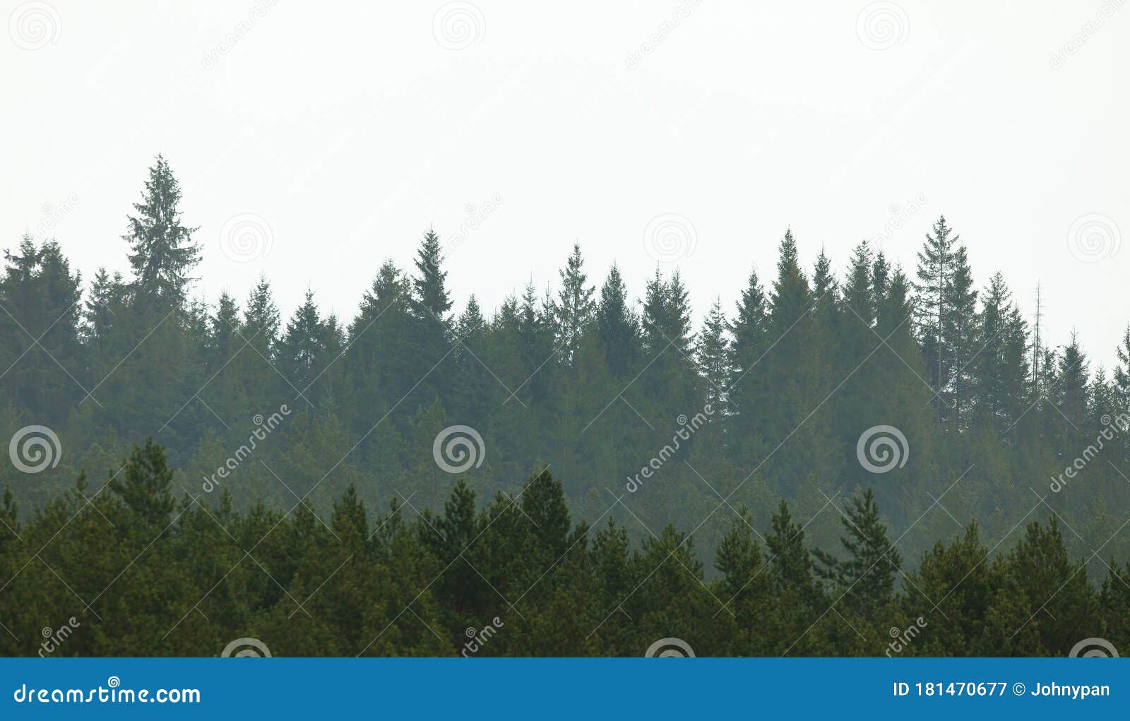 Green forest isolated stock image. Image of evergreen - 181470677