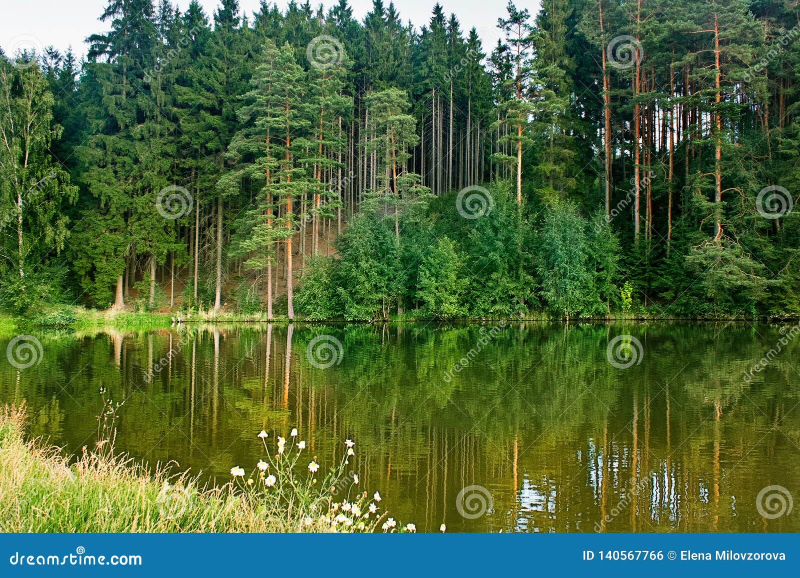 Green Forest and Lake Landscape. Reflection in Water. Water Surface ...