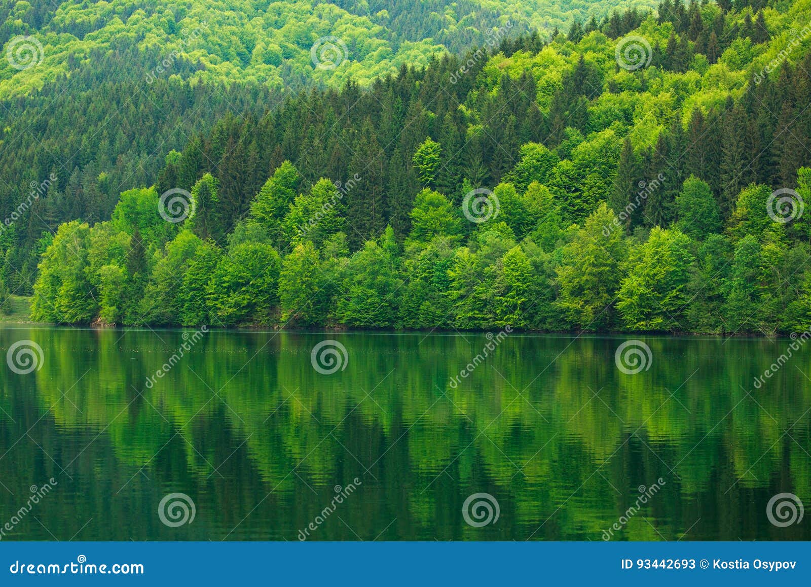 Green Forest by Lake in Reflection Water Beauty in Nature Stock Image ...