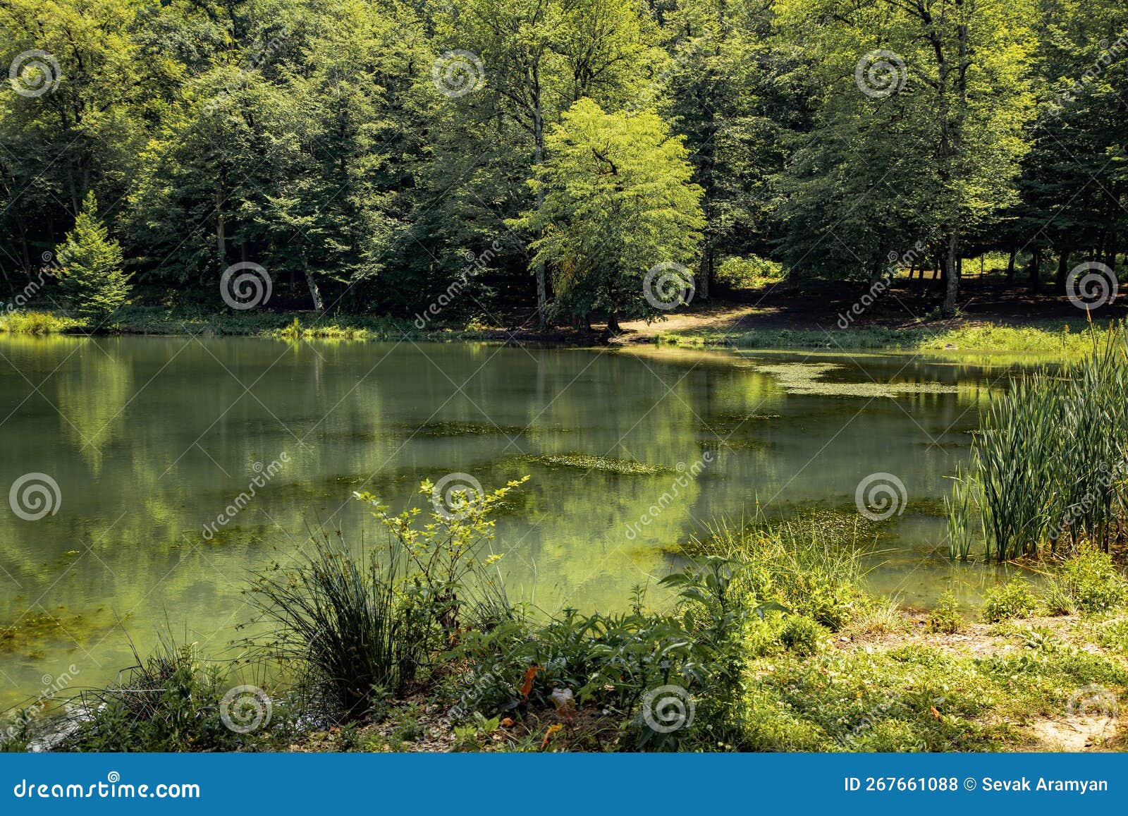 Green forest and lake stock photo. Image of river, summer - 267661088