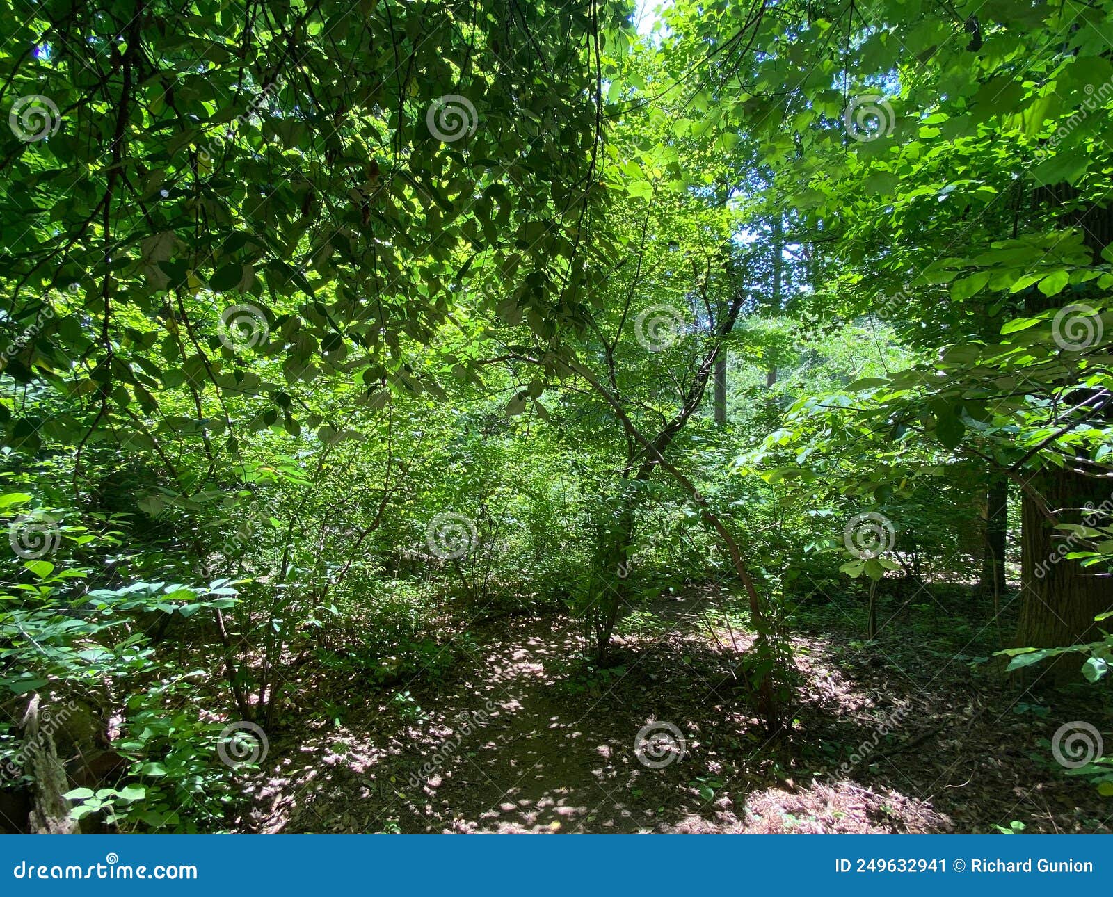 Green Forest Landscape in Spring in June Stock Image - Image of nature ...