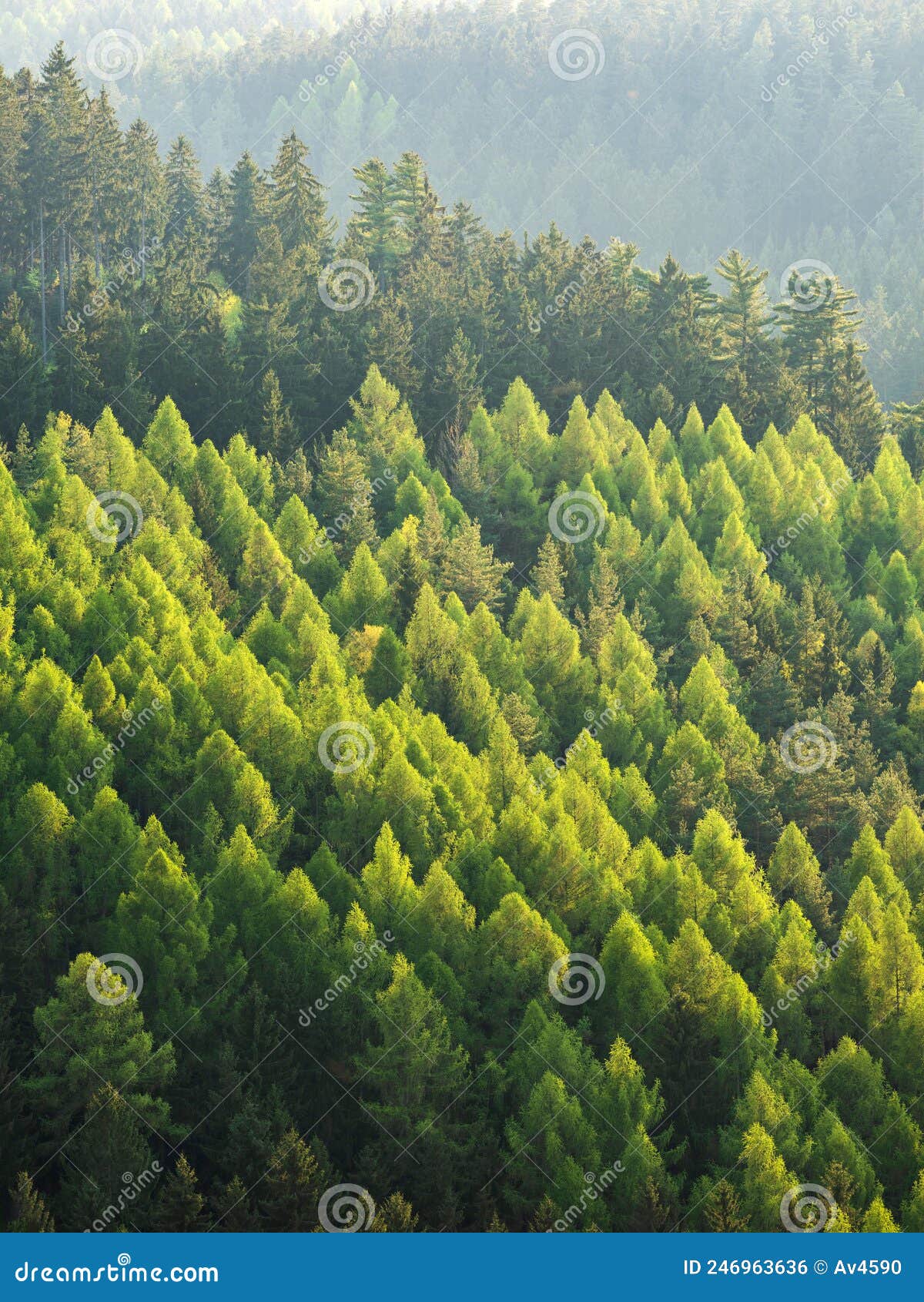 Green Forest of Larch Trees in Spring Stock Photo - Image of hill ...
