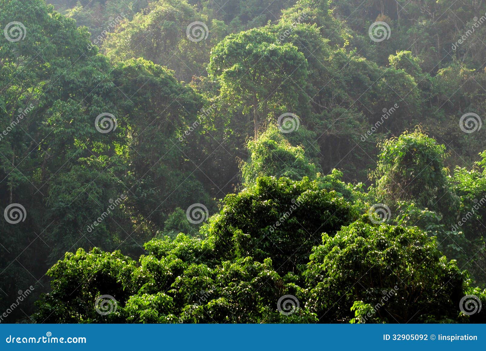 Green forest with light stock photo. Image of natural - 32905092