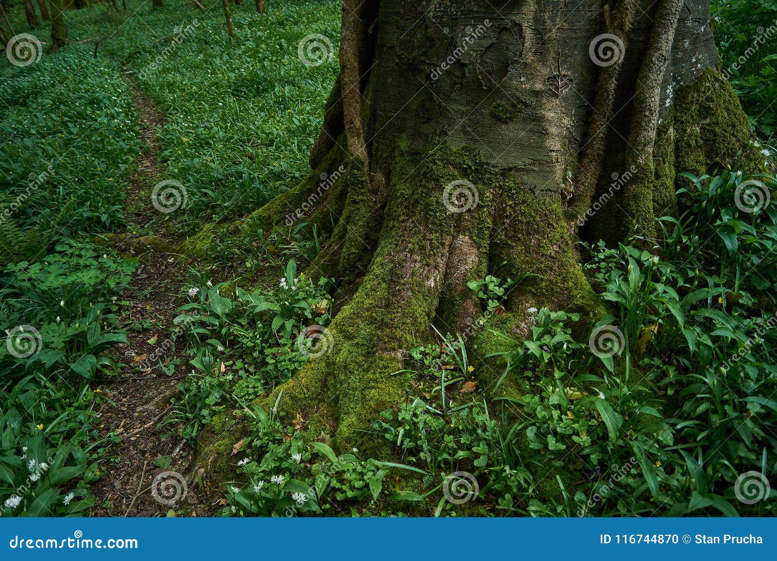 Green forest little path stock photo. Image of green - 116744870