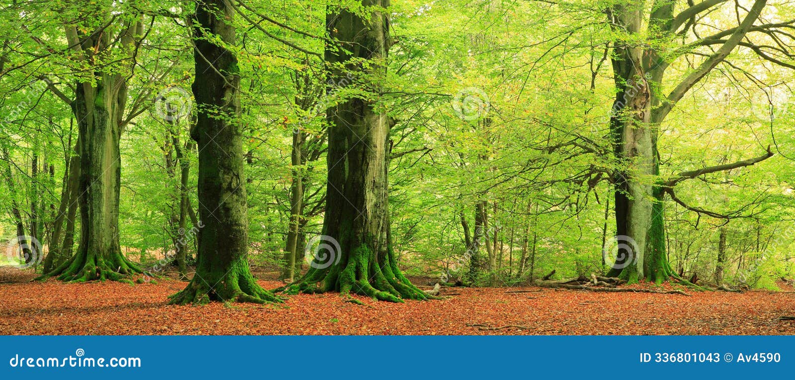 Green Forest of Mighty Old Beech Trees with Moss Covered Roots Stock ...