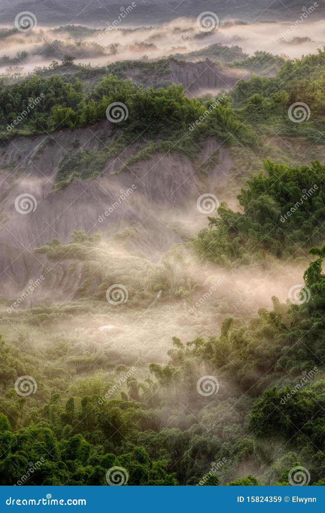 Green forest with mist stock image. Image of mist, daylight - 15824359