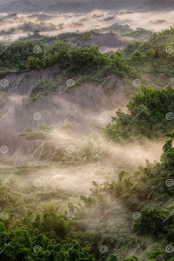 Green forest with mist stock image. Image of mist, daylight - 15824359