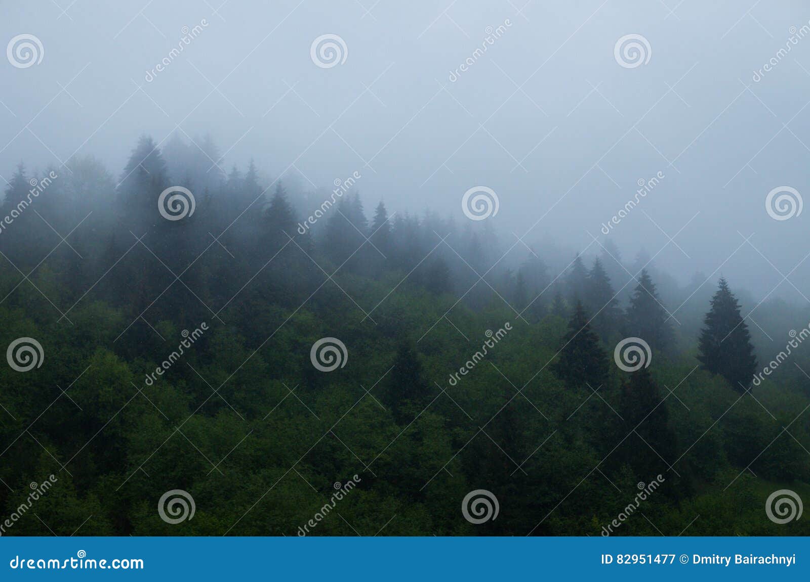 Green forest and mist stock image. Image of green, nature - 82951477
