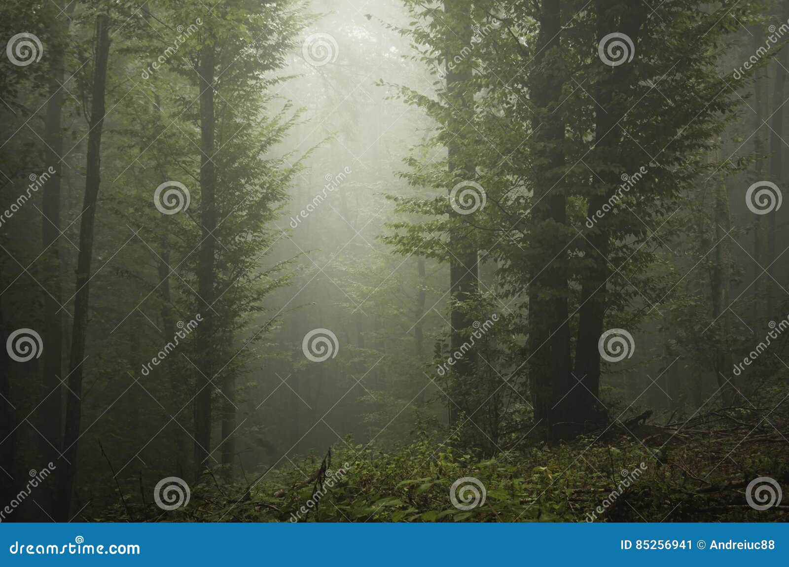 Green forest with mist stock image. Image of fantasy - 85256941