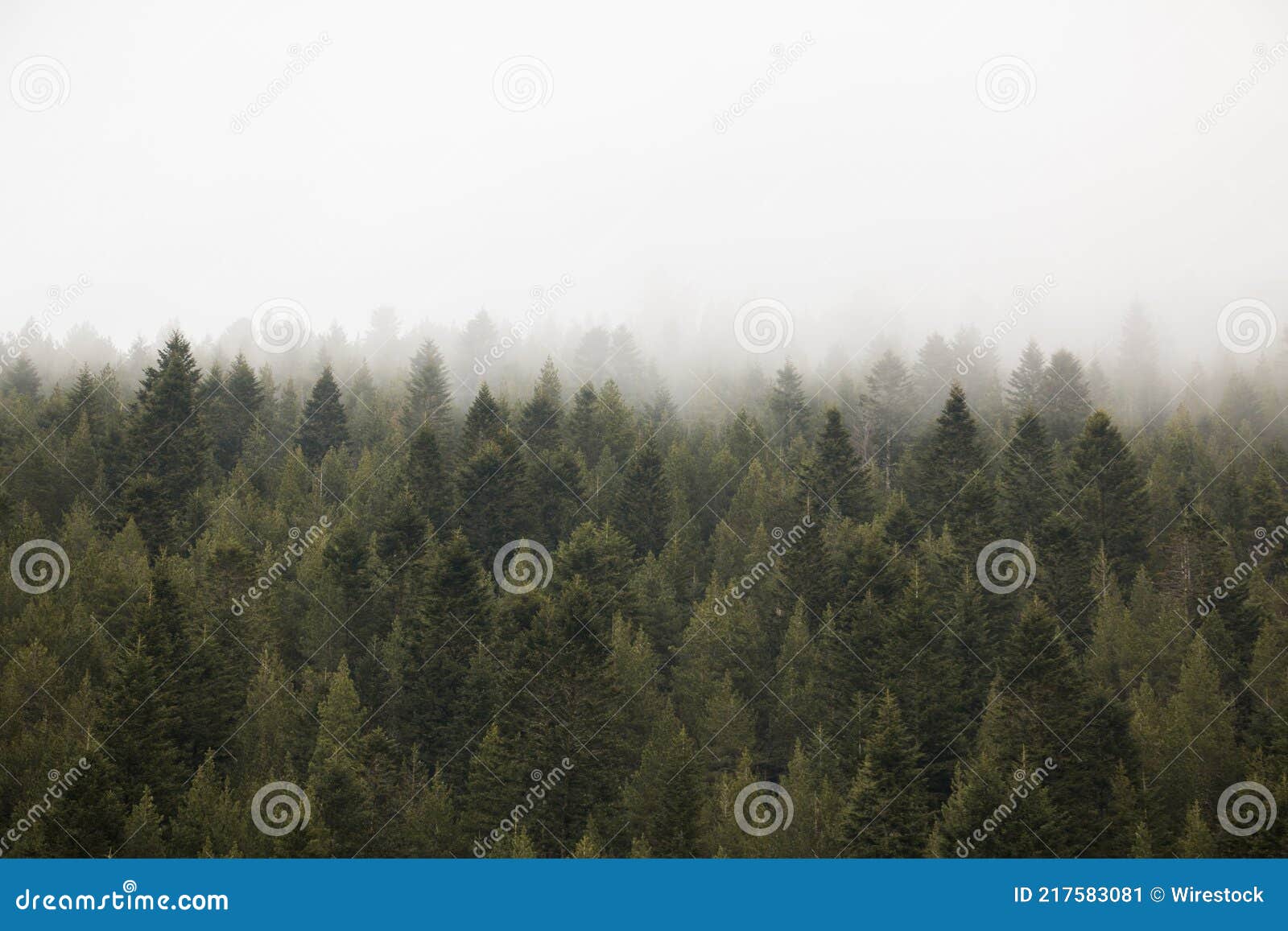Green forest between mist stock image. Image of nature - 217583081