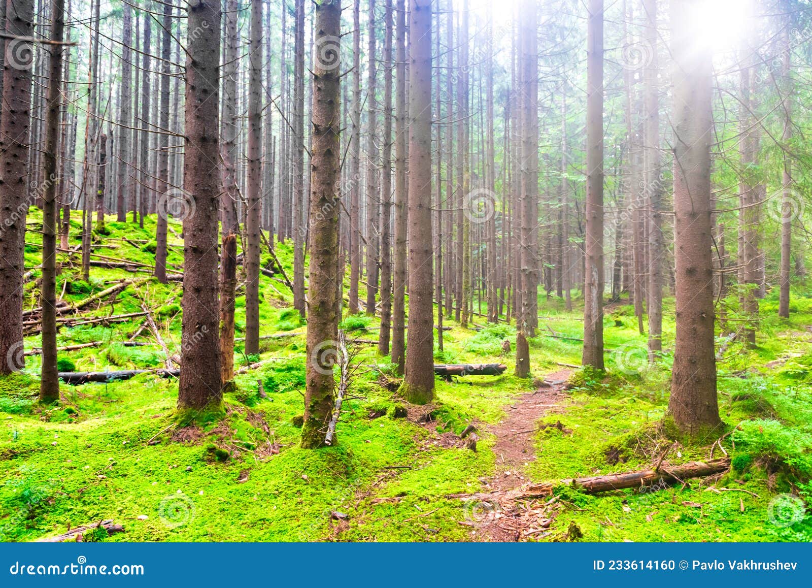 Green forest with mist stock photo. Image of beautiful - 233614160