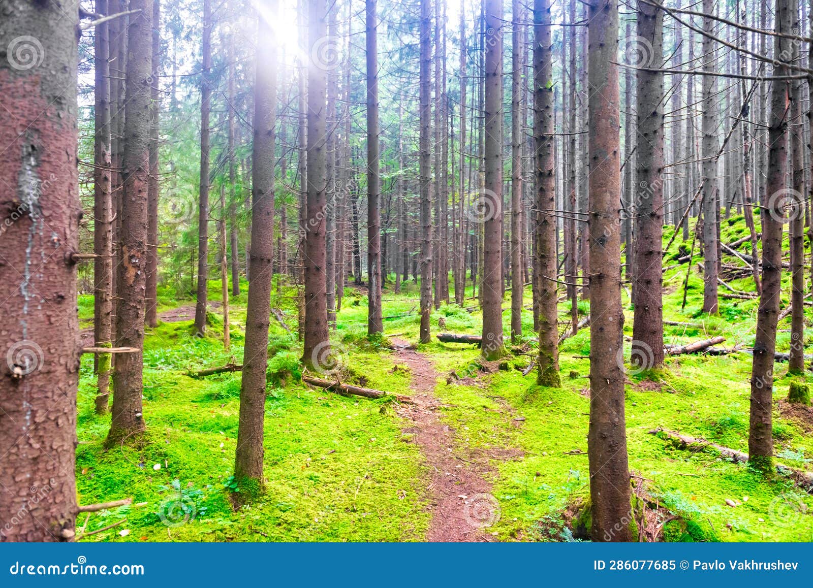 Green forest with mist stock image. Image of autumn - 286077685