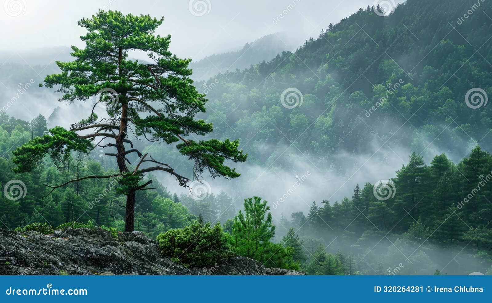 Green Forest on Misty Mountain Ridge Stock Illustration - Illustration ...