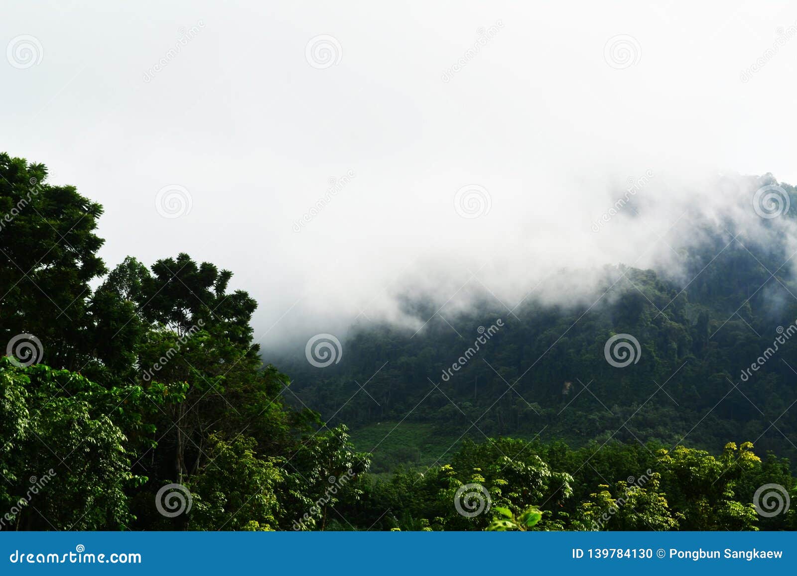 Green Forest with Morning Mist Fresh Nature Wallpaper Backgrpound Stock ...