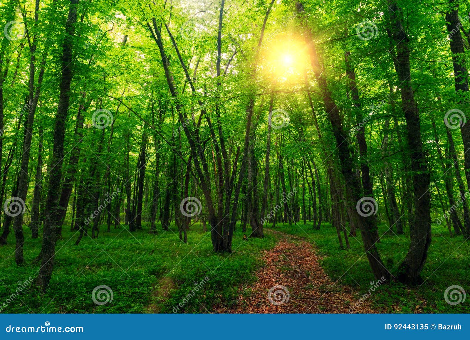 Green forest stock image. Image of spring, beech, bushes - 92443135