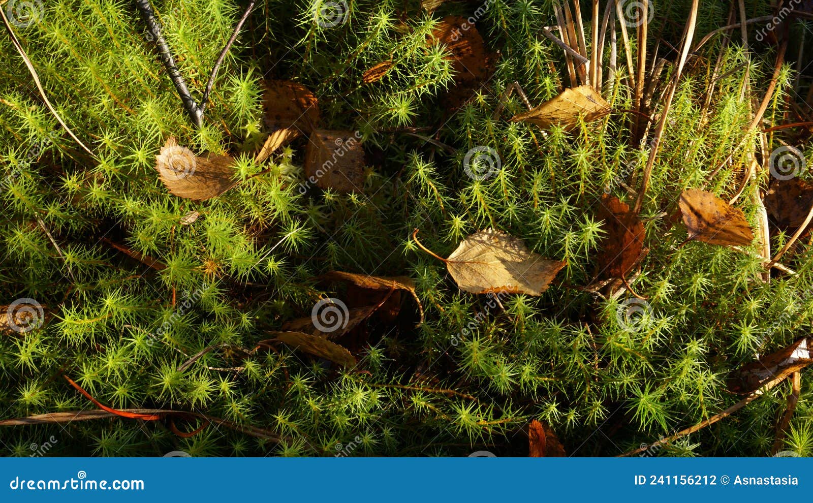 Green Forest Moss Lit by Sunbeams with Grass and Withered Leaves Stock ...