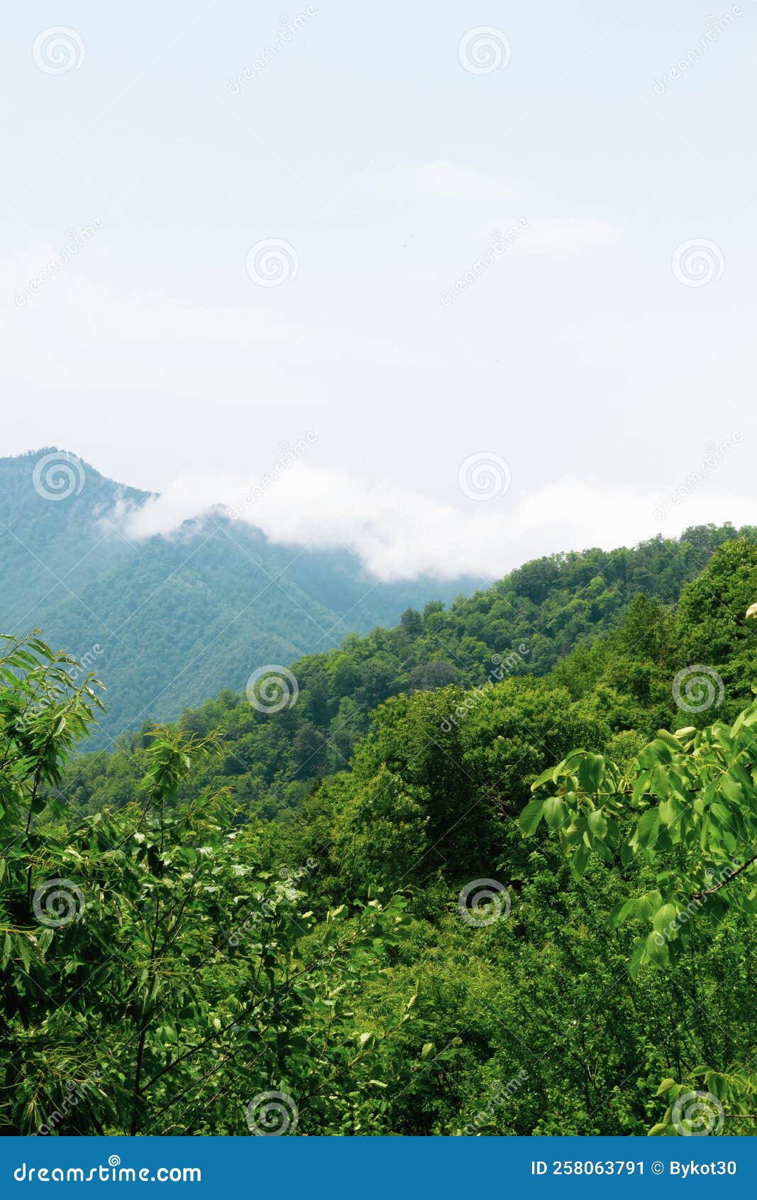 Green Forest in the Mountains. Summer Landscape in the Subtropics Stock ...