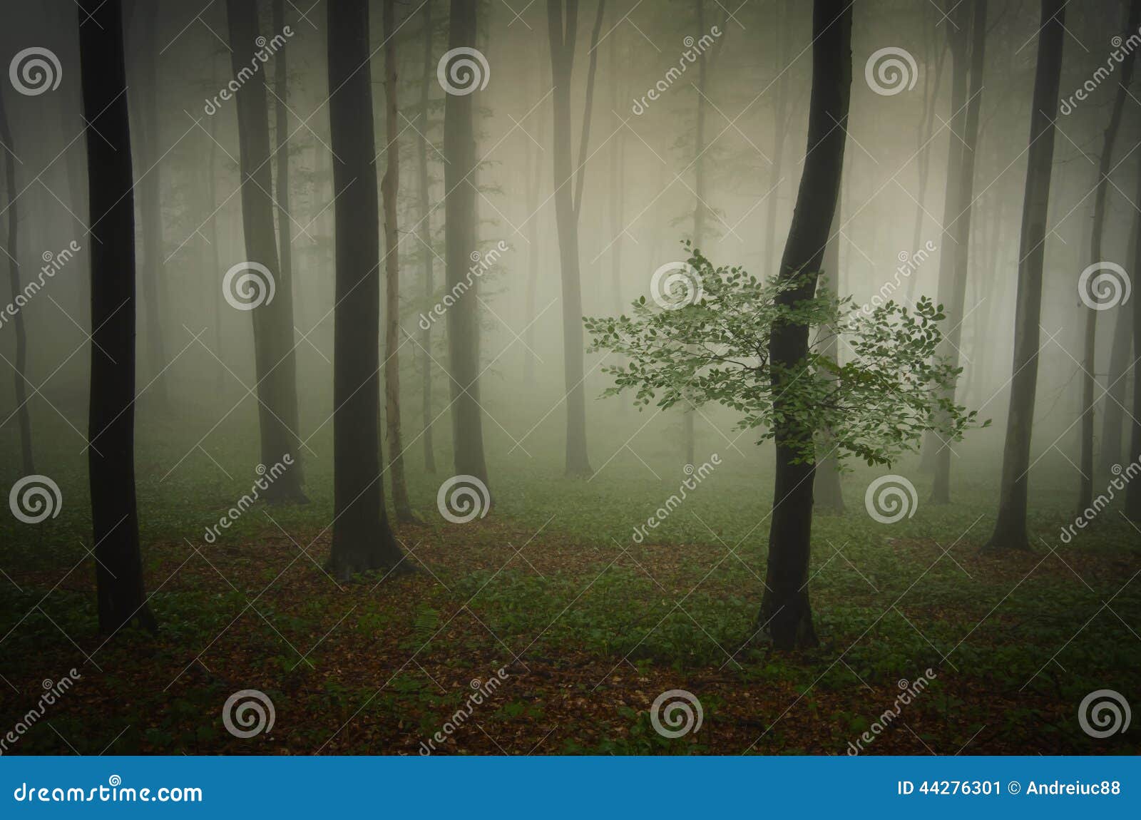 Green Forest Nature with Trees and Fog Stock Image - Image of ground ...