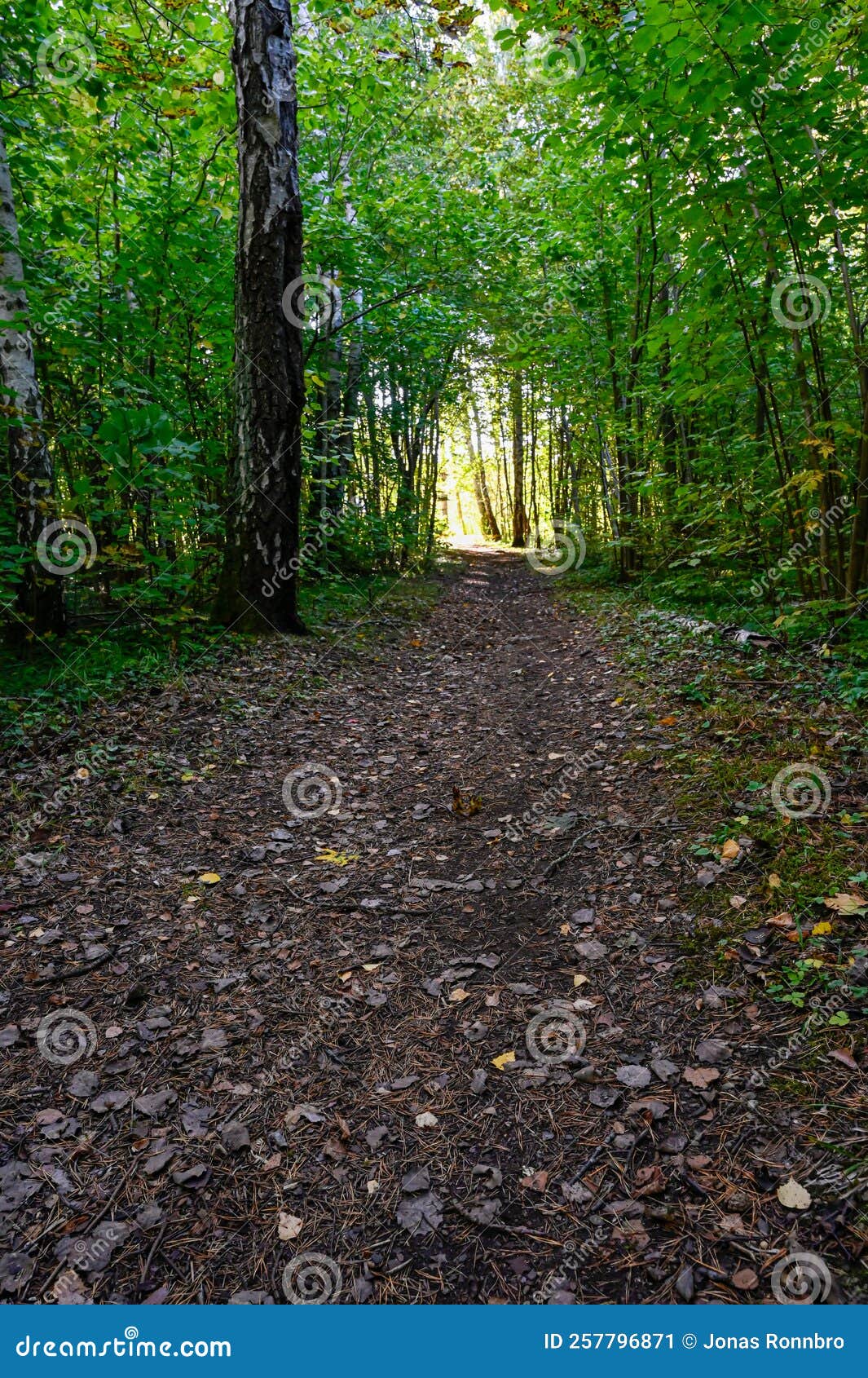 Green Forest with Nice Path Straight through Stock Image - Image of ...