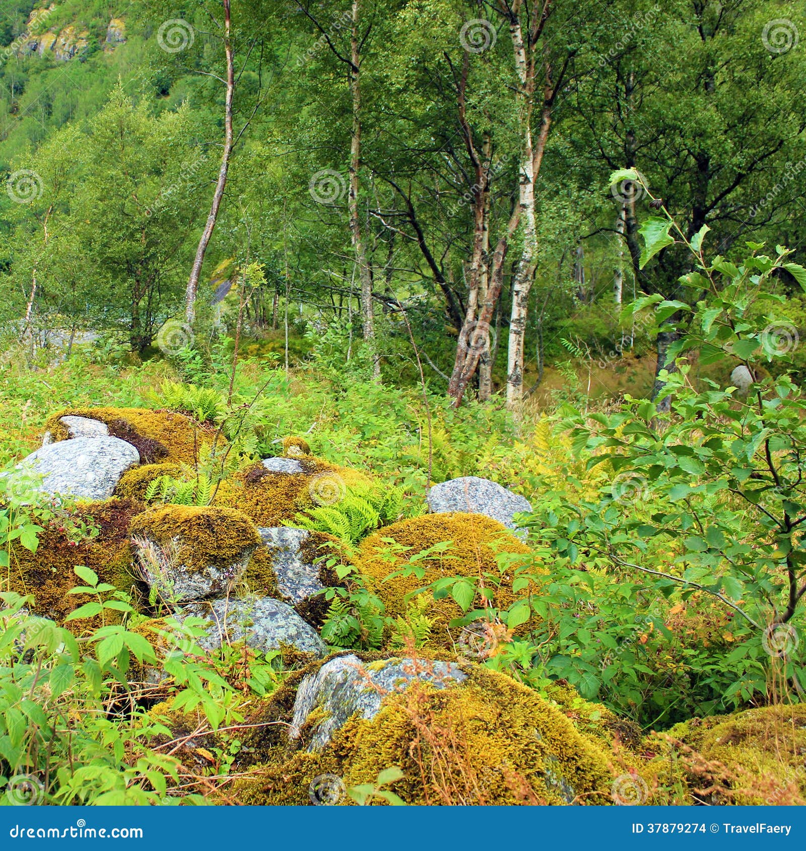 Green Forest , Norway. Norwegian Landscape Stock Photo - Image of ...