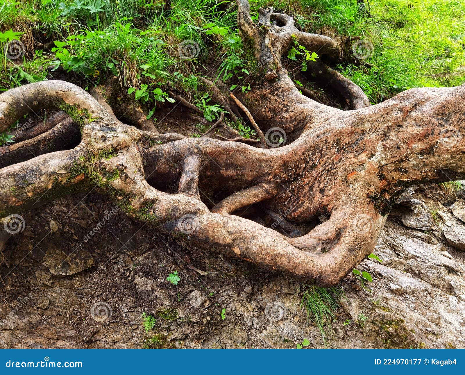Green Forest, Old Tree with Crooked Interlaced Roots and Rock Stock ...