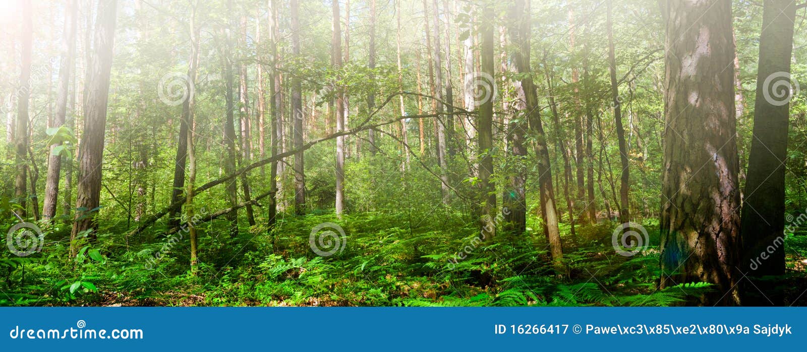 Green forest panorama stock image. Image of view, rural - 16266417