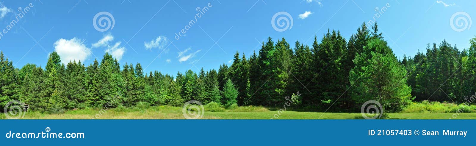 Green Forest Panorama stock image. Image of woods, forest - 21057403