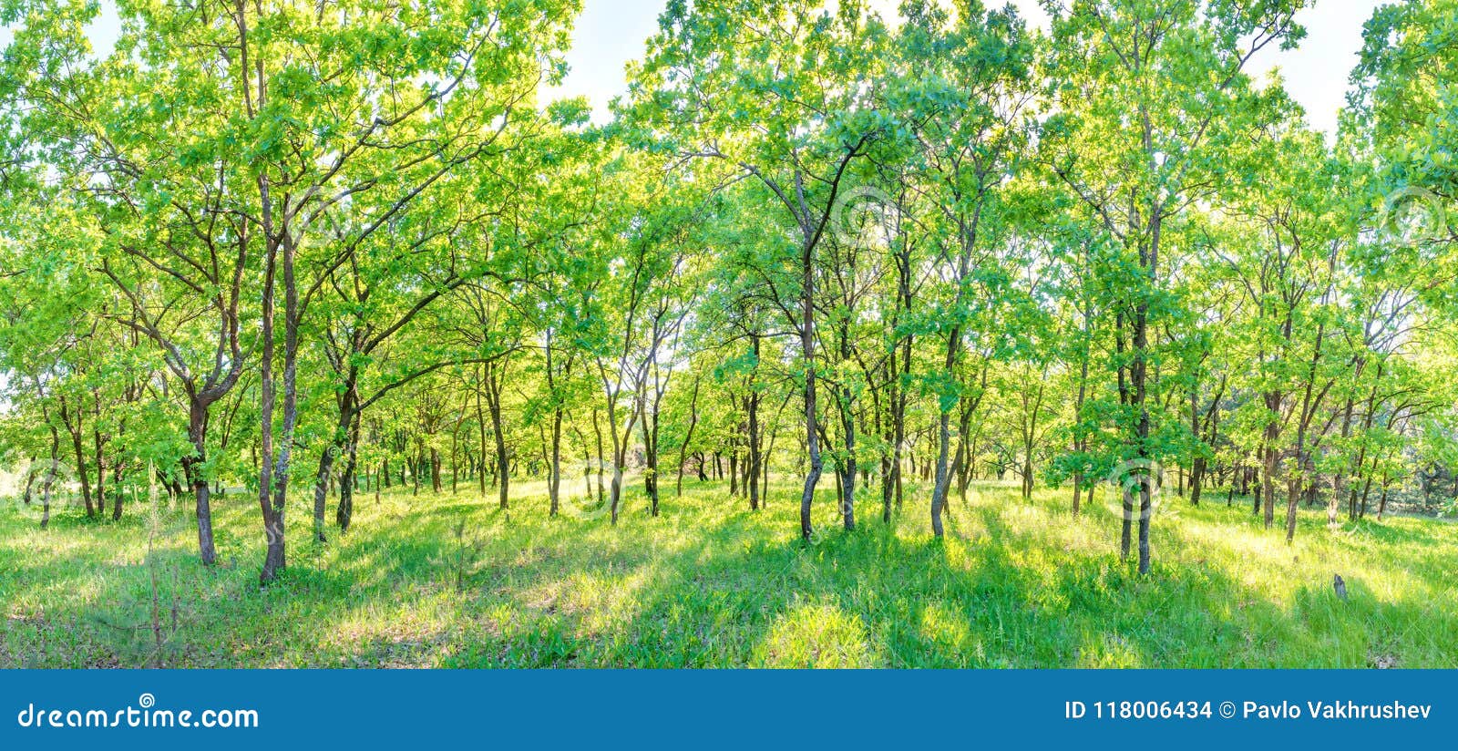 Green forest panorama stock photo. Image of lush, scenery - 118006434