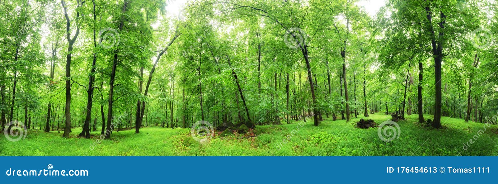 Green Forest Panorama at Rain Stock Image - Image of environment ...