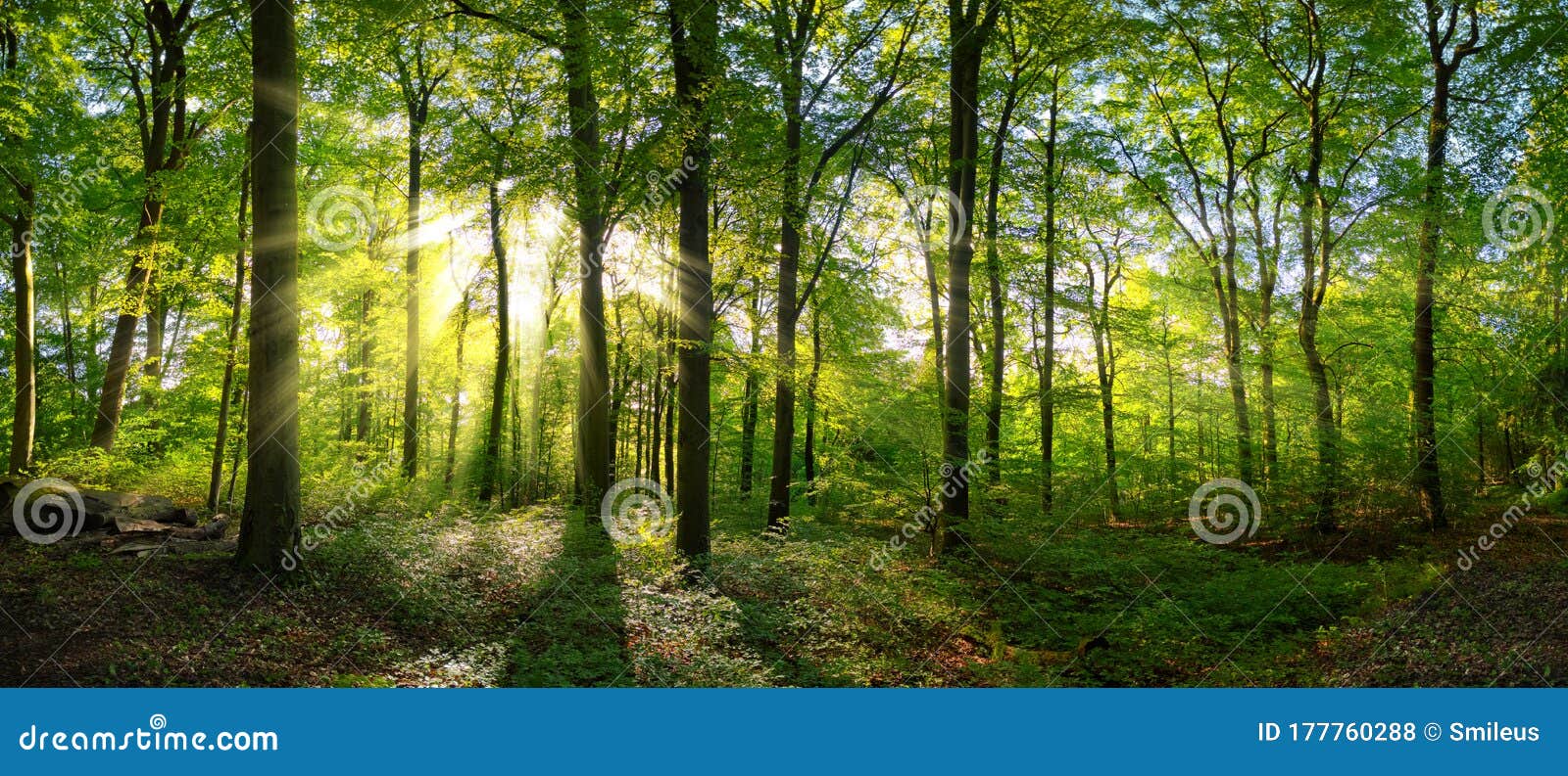 Green Forest Panorama with Rays of Sunlight Stock Photo - Image of ...