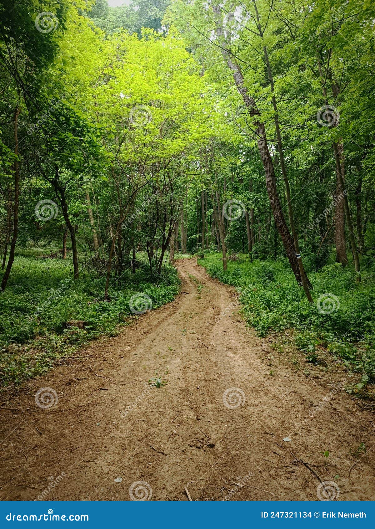 Green forest path stock photo. Image of forest, summer - 247321134