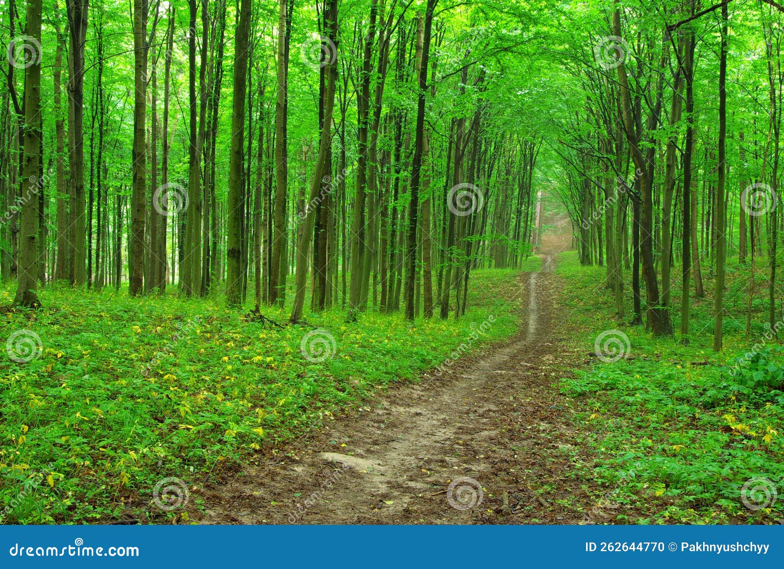 Green forest stock photo. Image of lush, woods, green - 262644770
