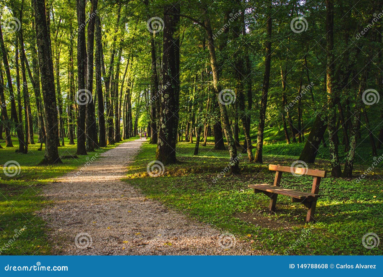 Green forest with path stock photo. Image of foliage - 149788608