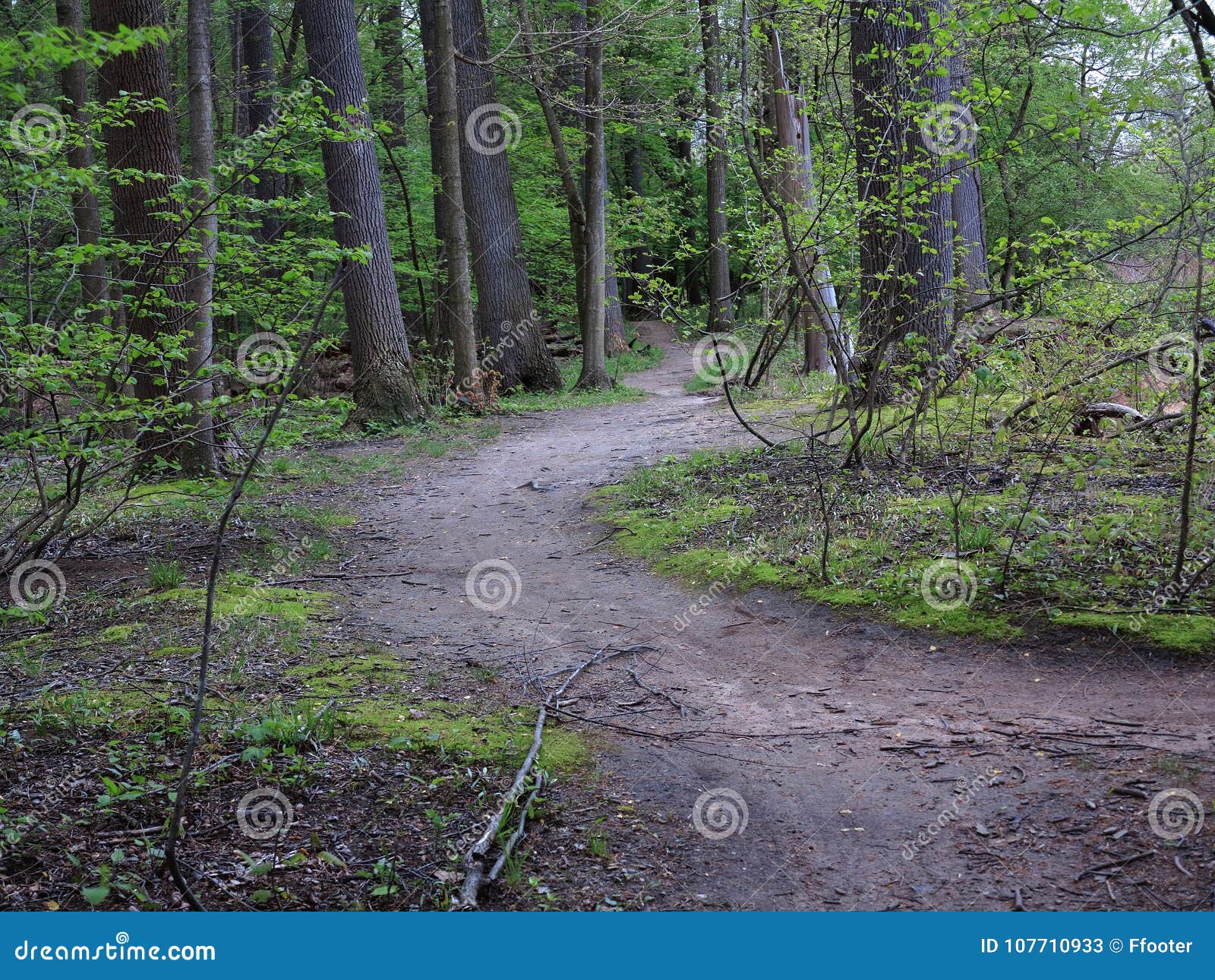 Green Forest Path stock image. Image of beech, scenery - 107710933