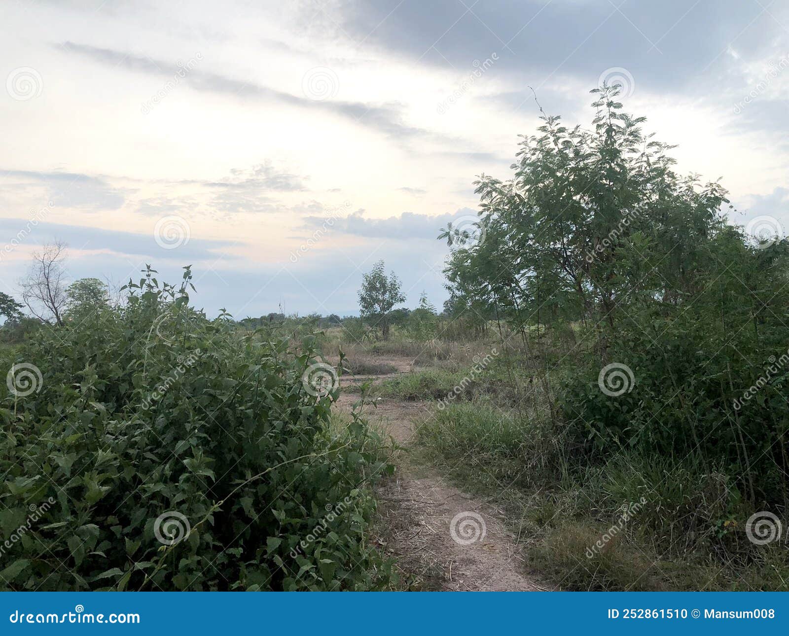 A Green Forest Path in Spring Stock Photo - Image of view, scenery ...
