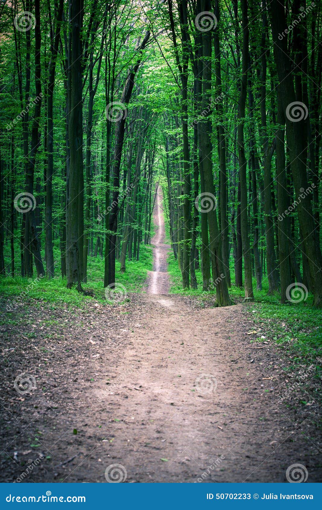 Green forest stock image. Image of lush, scene, road - 50702233