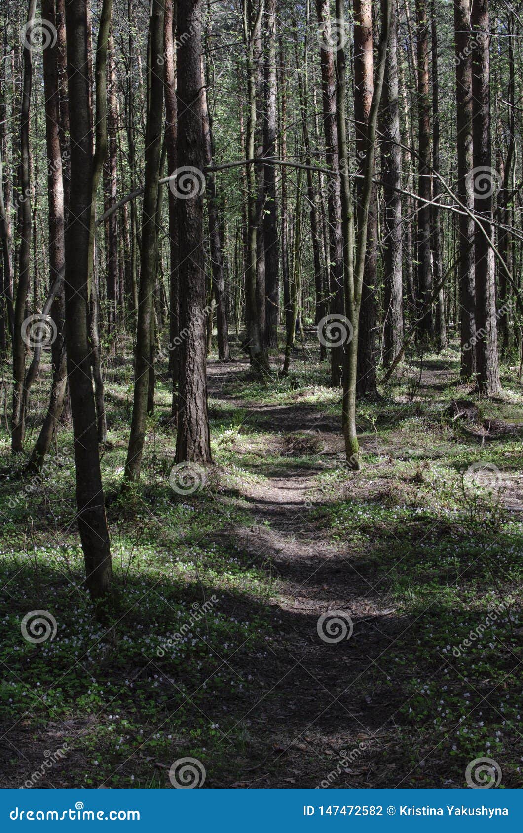 Green Forest with a Path. Sunny Spring Day Stock Photo - Image of road ...