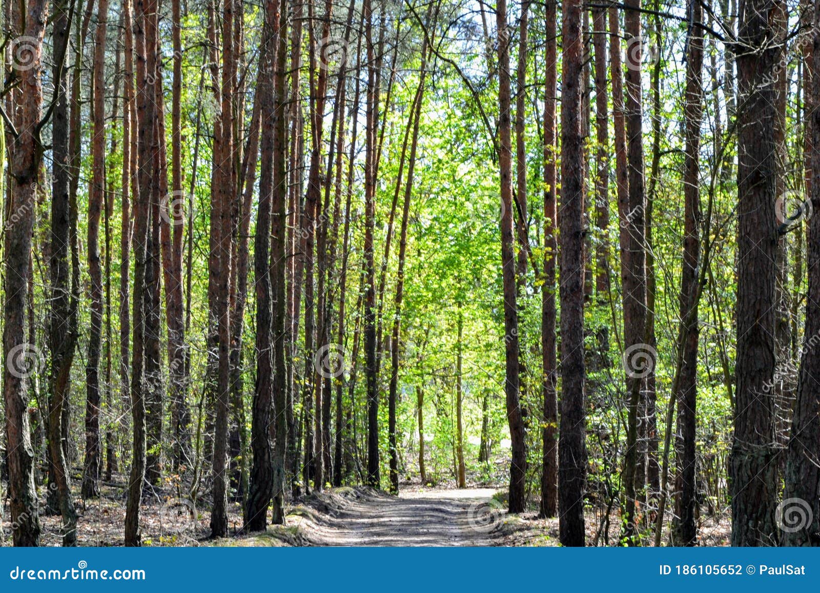 Green Forest Path with Tree Silhouettes and the Gentle Rays of the Sun ...