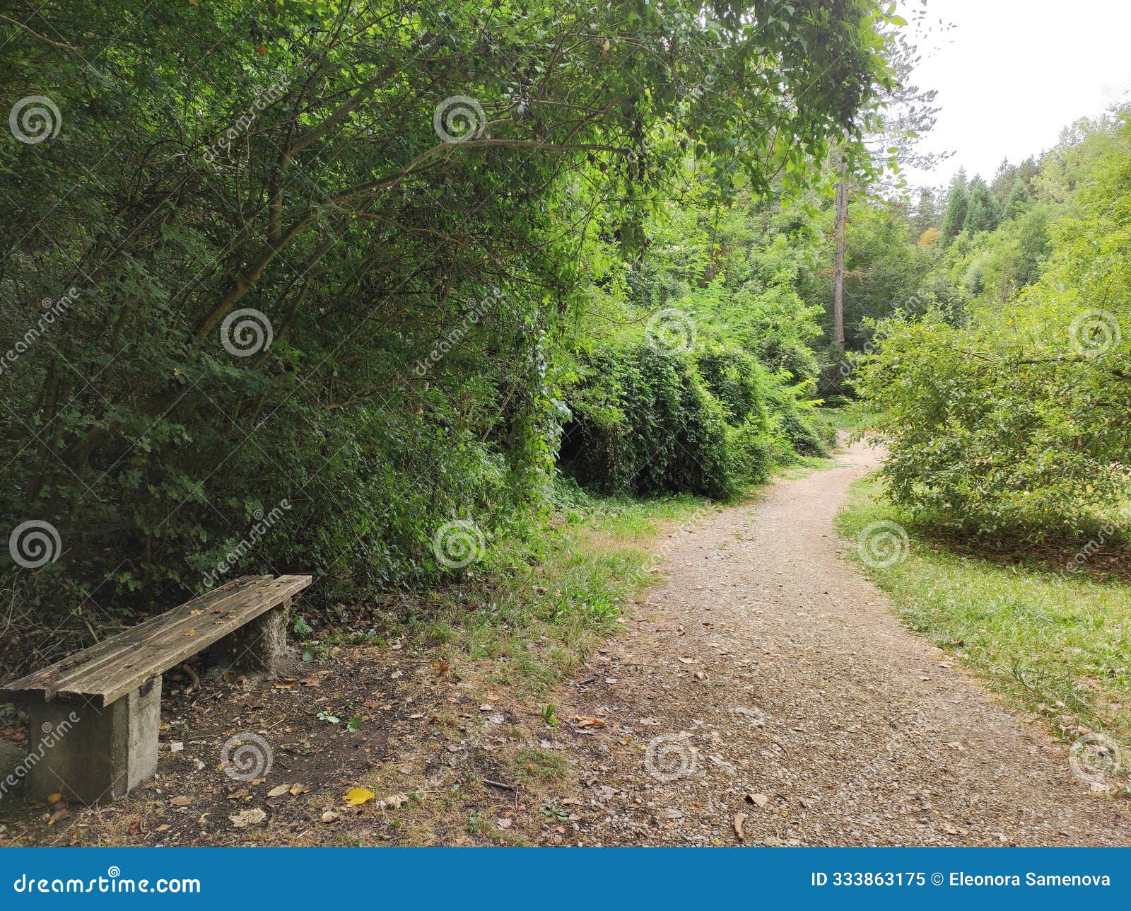 Green Forest, Pathway and Bench Stock Image - Image of road, soil ...